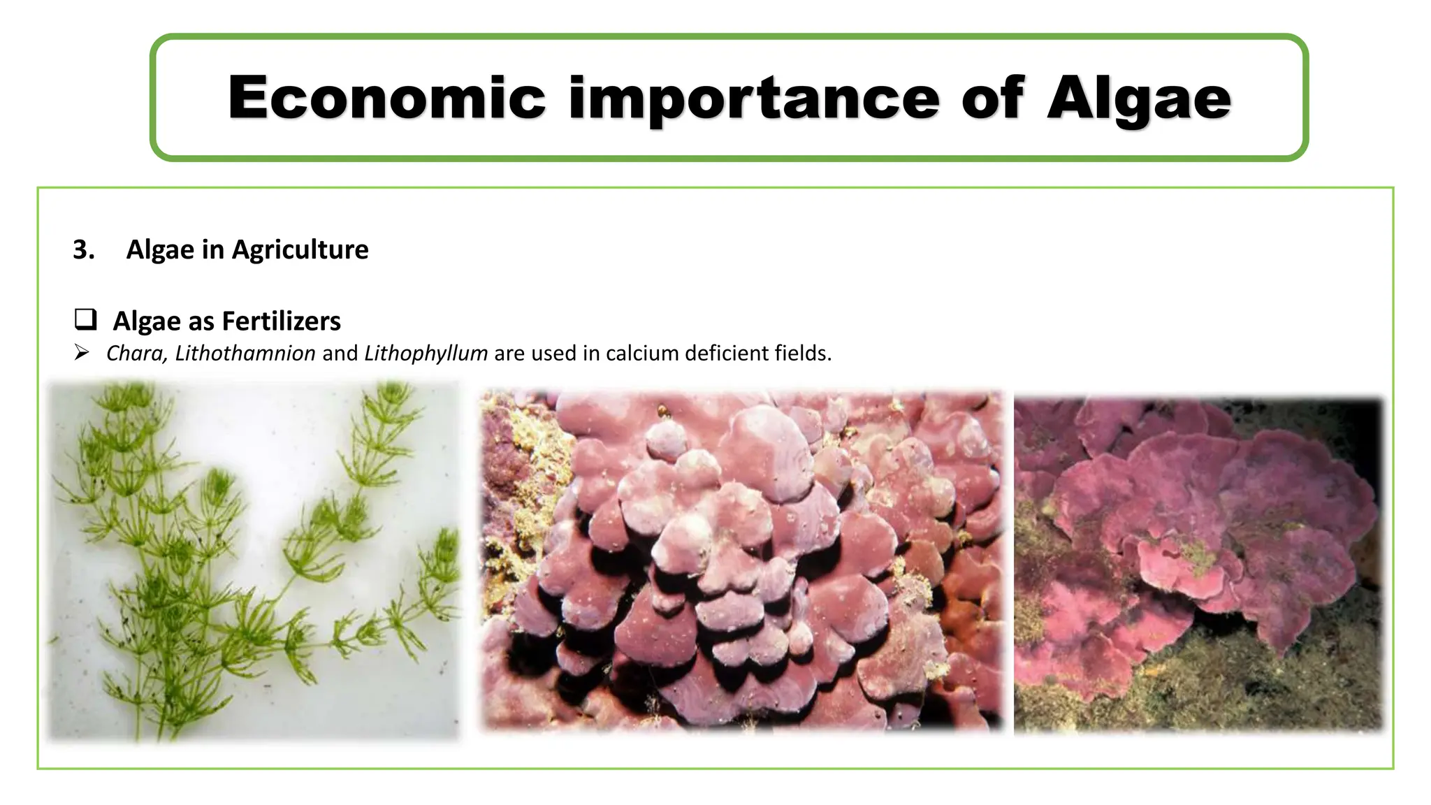 IMPORTANCE OF ALGAE AND ITS BENIFITS.pptx