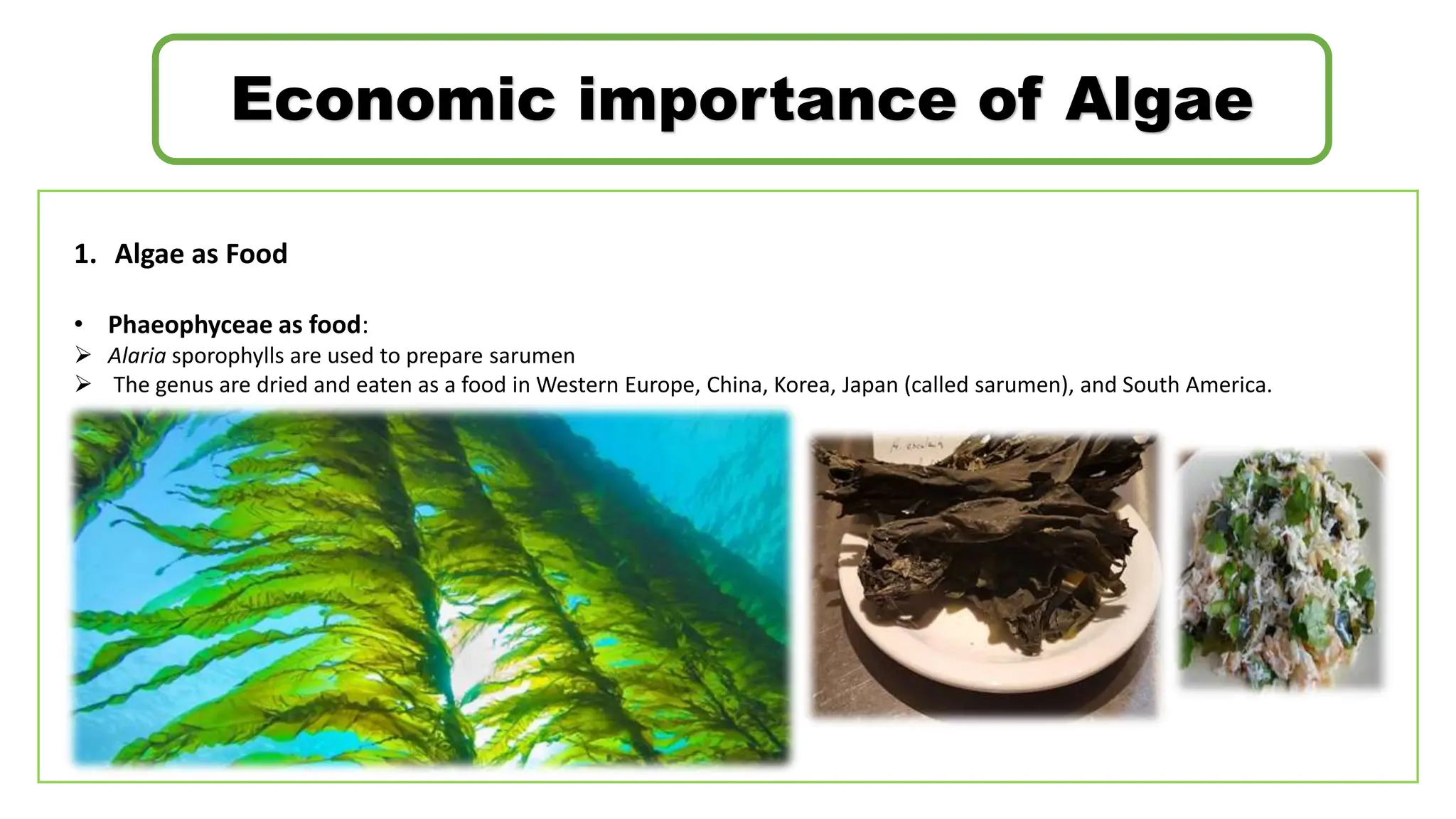 IMPORTANCE OF ALGAE AND ITS BENIFITS.pptx