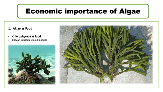 IMPORTANCE OF ALGAE AND ITS BENIFITS.pptx
