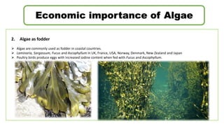 IMPORTANCE OF ALGAE AND ITS BENIFITS.pptx