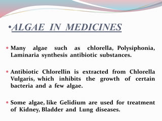 Economic importance of algae 2 | PPTX | Biological Sciences | Science