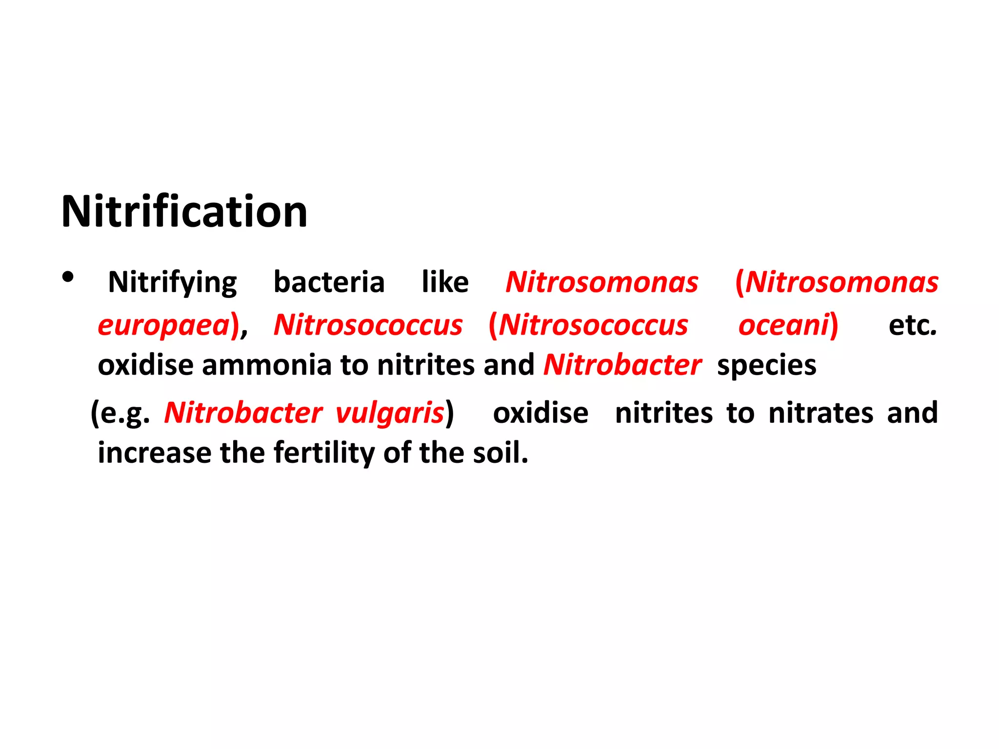 Economic Importance of Bacteria SMG | PPTX