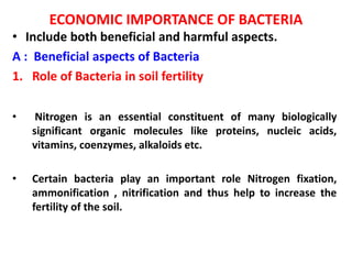 Economic Importance of Bacteria SMG | PPTX
