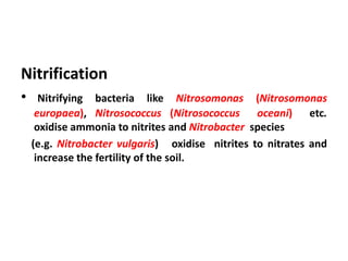 Economic Importance of Bacteria SMG | PPTX