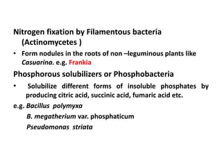 Economic Importance of Bacteria SMG | PPTX