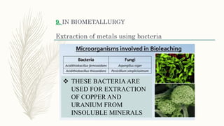 ECONOMIC IMPORTANCE OF BACTERIAshow.ppsx
