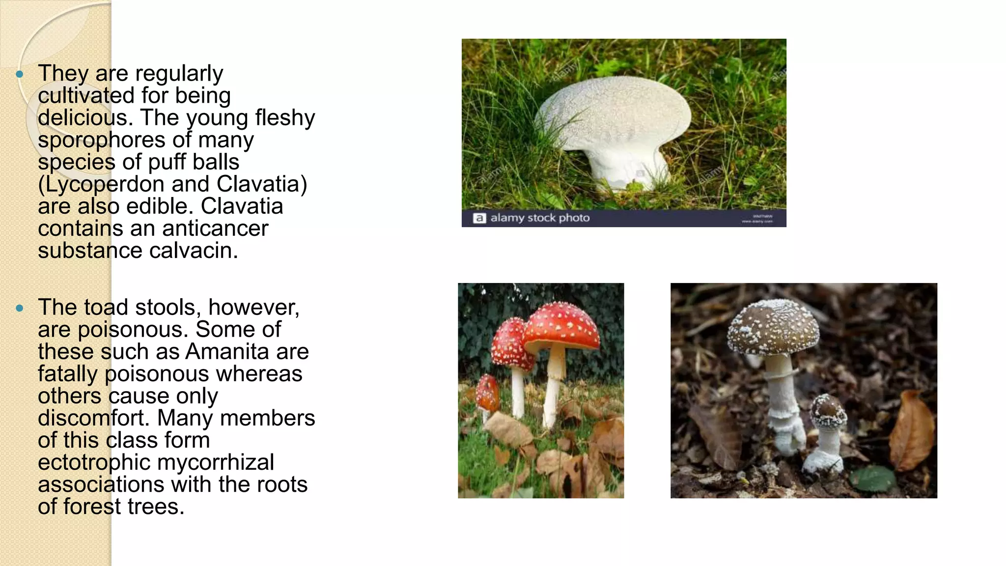 Economic importance of Basidiomycotina.pptx