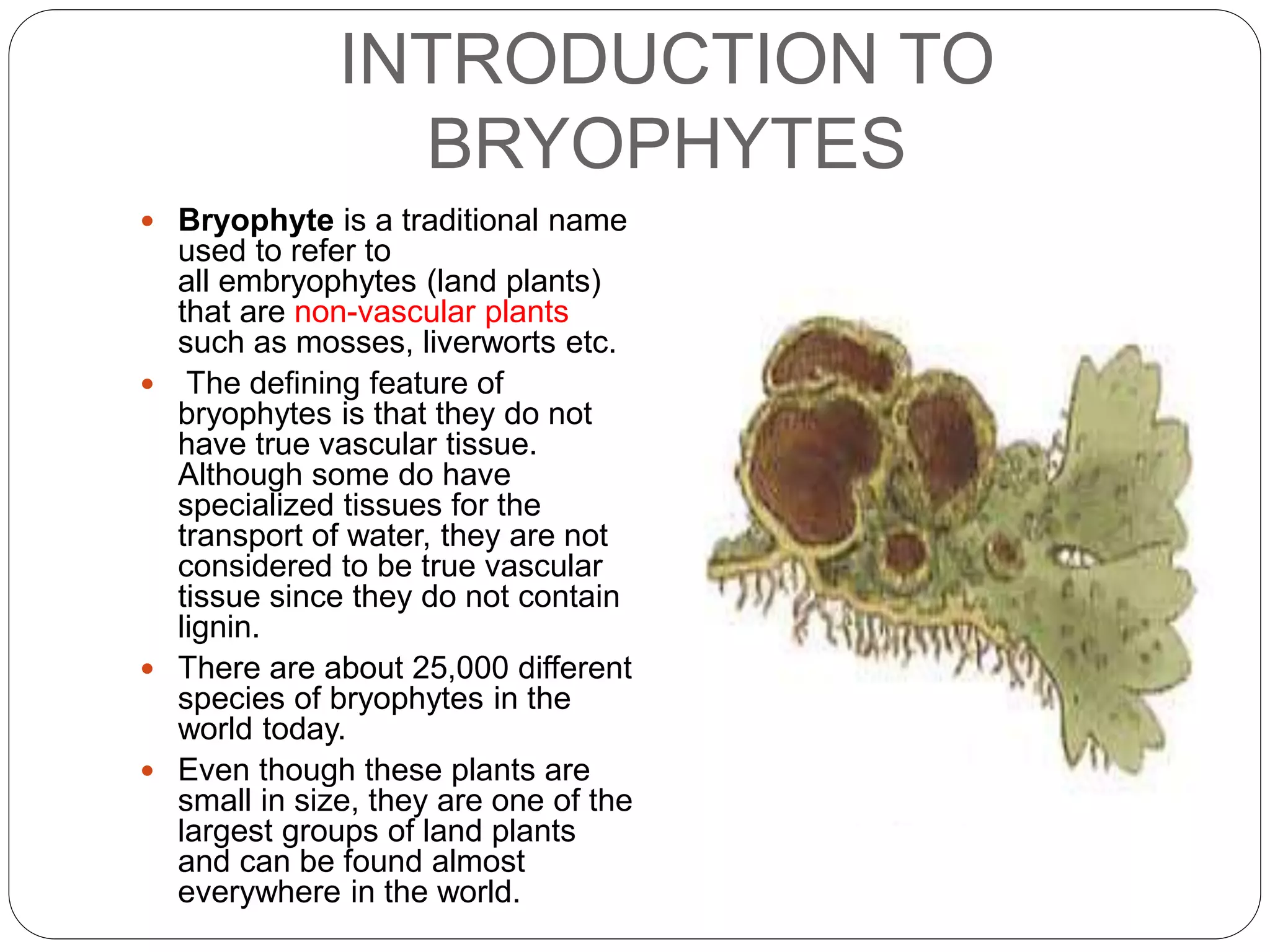 Economic importance of Bryophytes | PPTX
