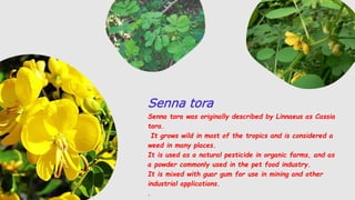 Economic importance of ceasalpiniaceae family.pptx