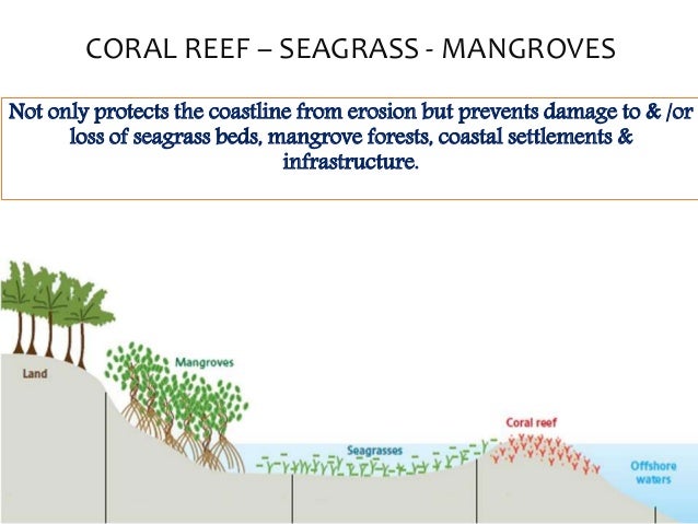 Economic importance of coral reefs Economic importance of coral reefs