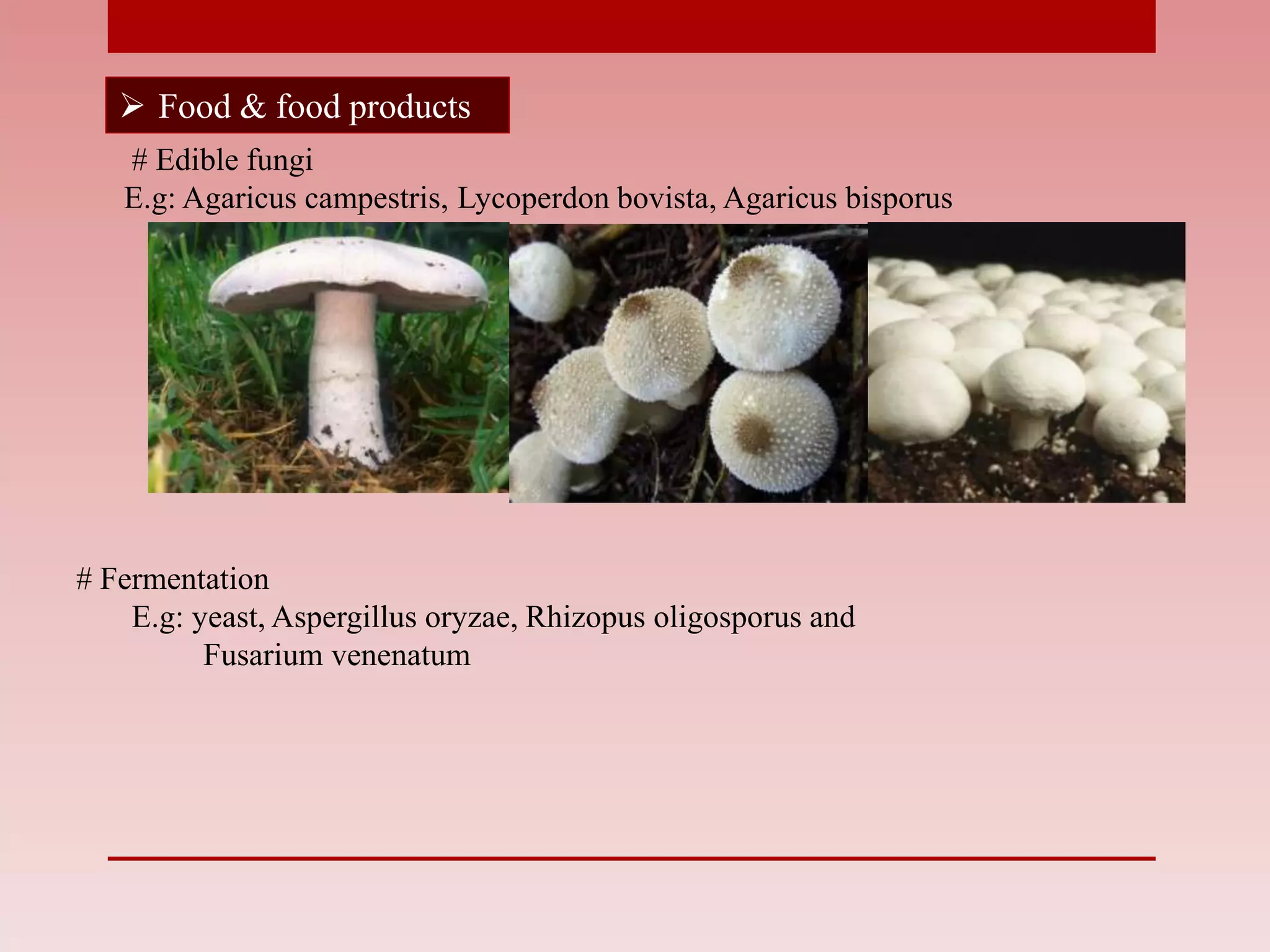 Economic importance of fungi | PPTX