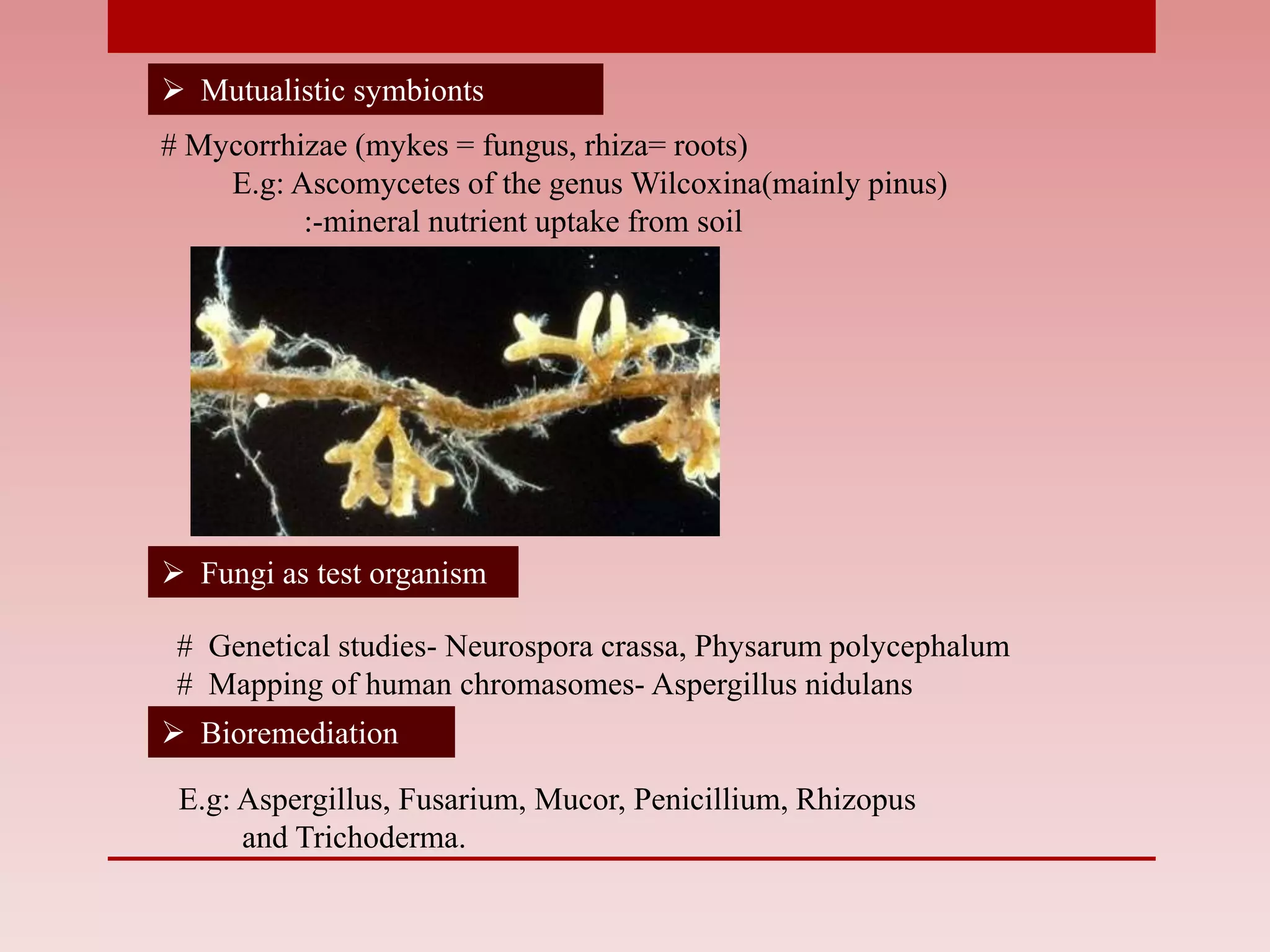 Economic importance of fungi | PPTX