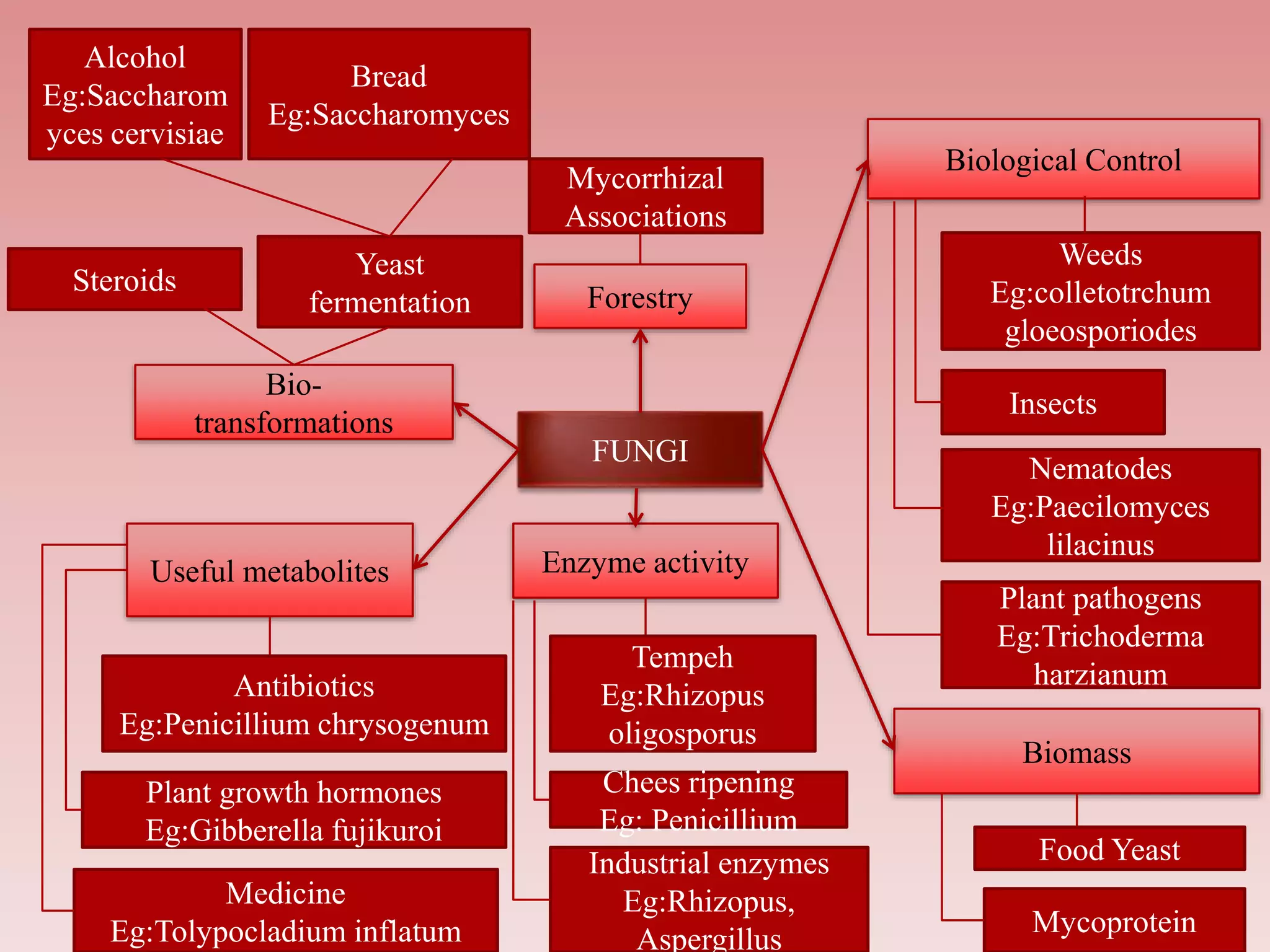 Economic importance of fungi | PPTX