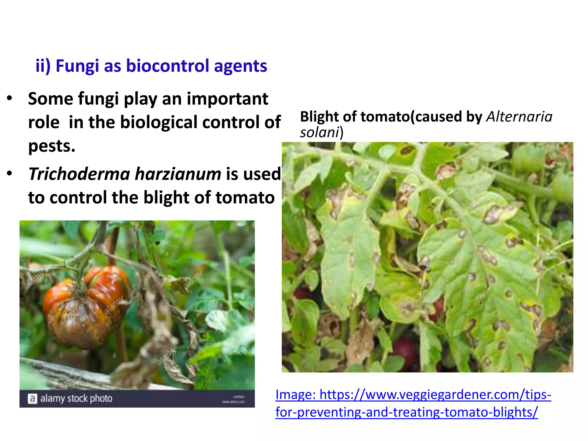 Economic importance of fungi SMG | PPTX
