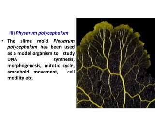 Economic importance of fungi SMG | PPTX