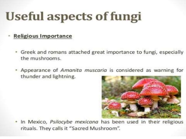 Economic importance of fungi | PPT