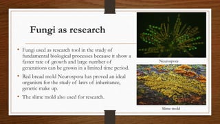 Economic Importance of Fungi.pptx