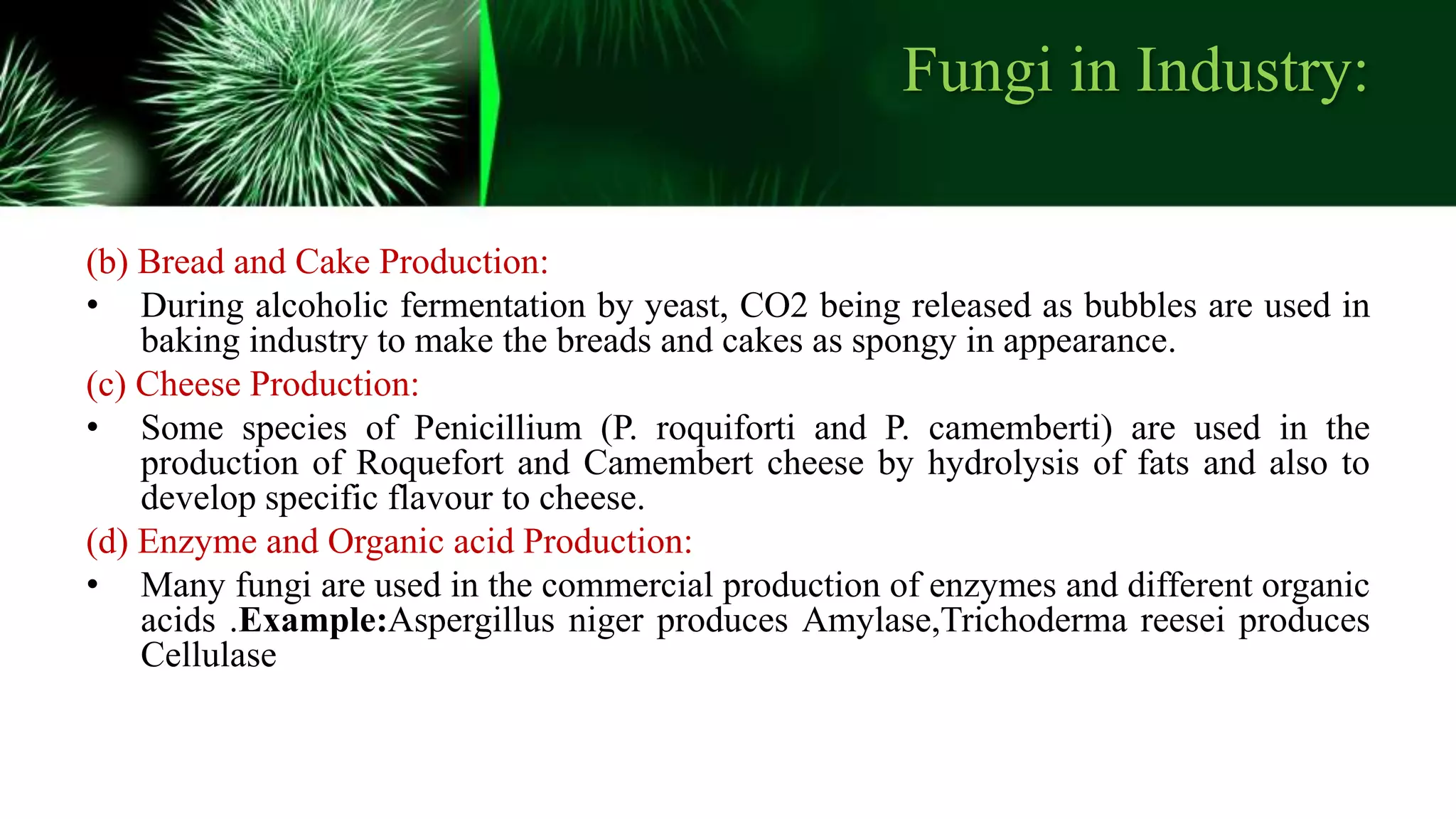 Economic Importance of Fungi.pptx