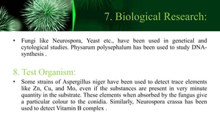 Economic Importance of Fungi.pptx