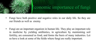 Economic Importance of Fungi.pptx