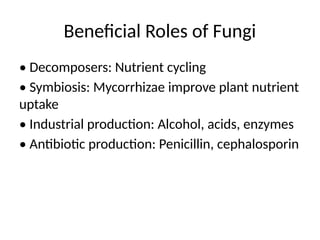 Different Economic Importance of Fungi. pptx | PPTX