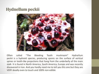 Biology - Economic Importance of Fungi | PPTX