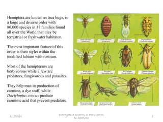 Economic Importance of Hemipterans.pptx