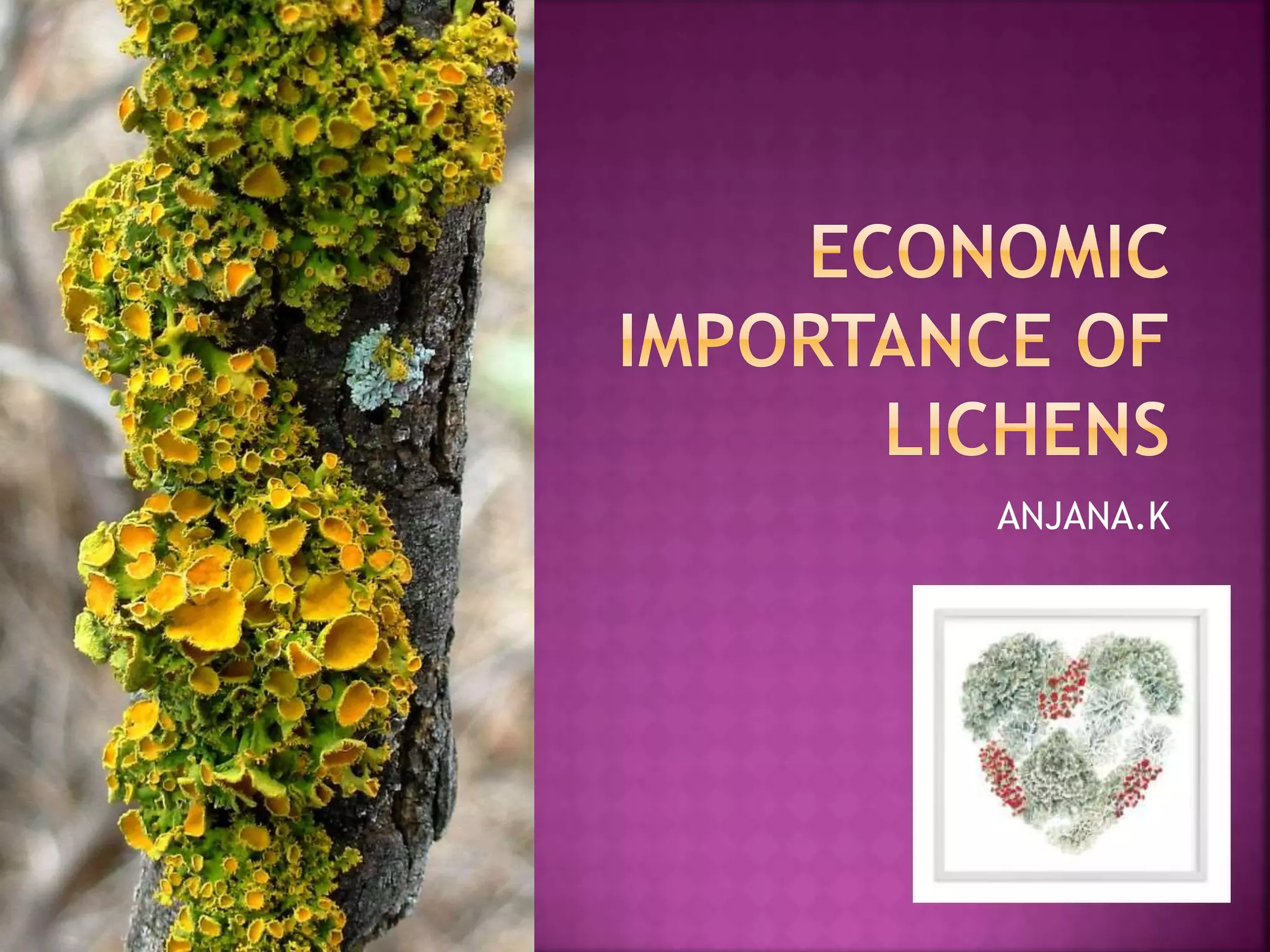ECONOMIC IMPORTANCE OF LICHENS (NEW).pptx