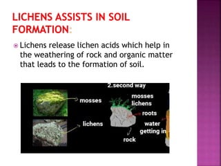 ECONOMIC IMPORTANCE OF LICHENS (NEW).pptx