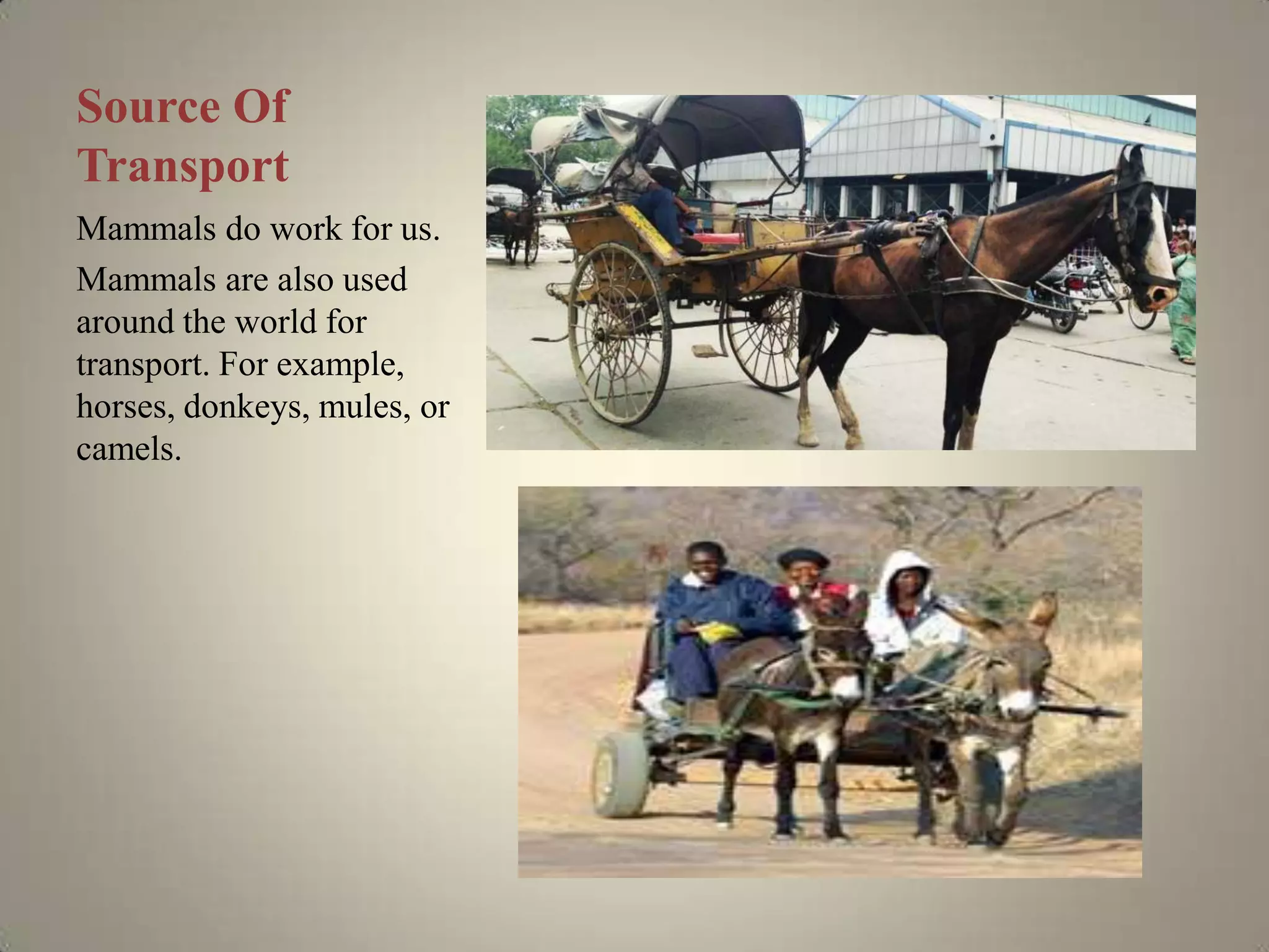 Economic importance of mammals | PDF