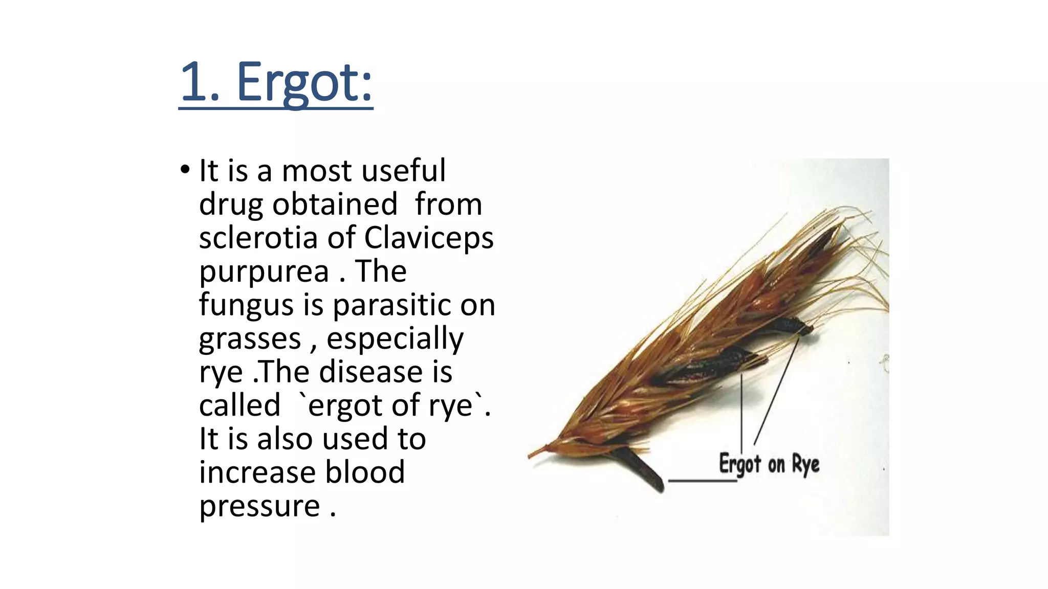 Economic important in fungi | PPTX