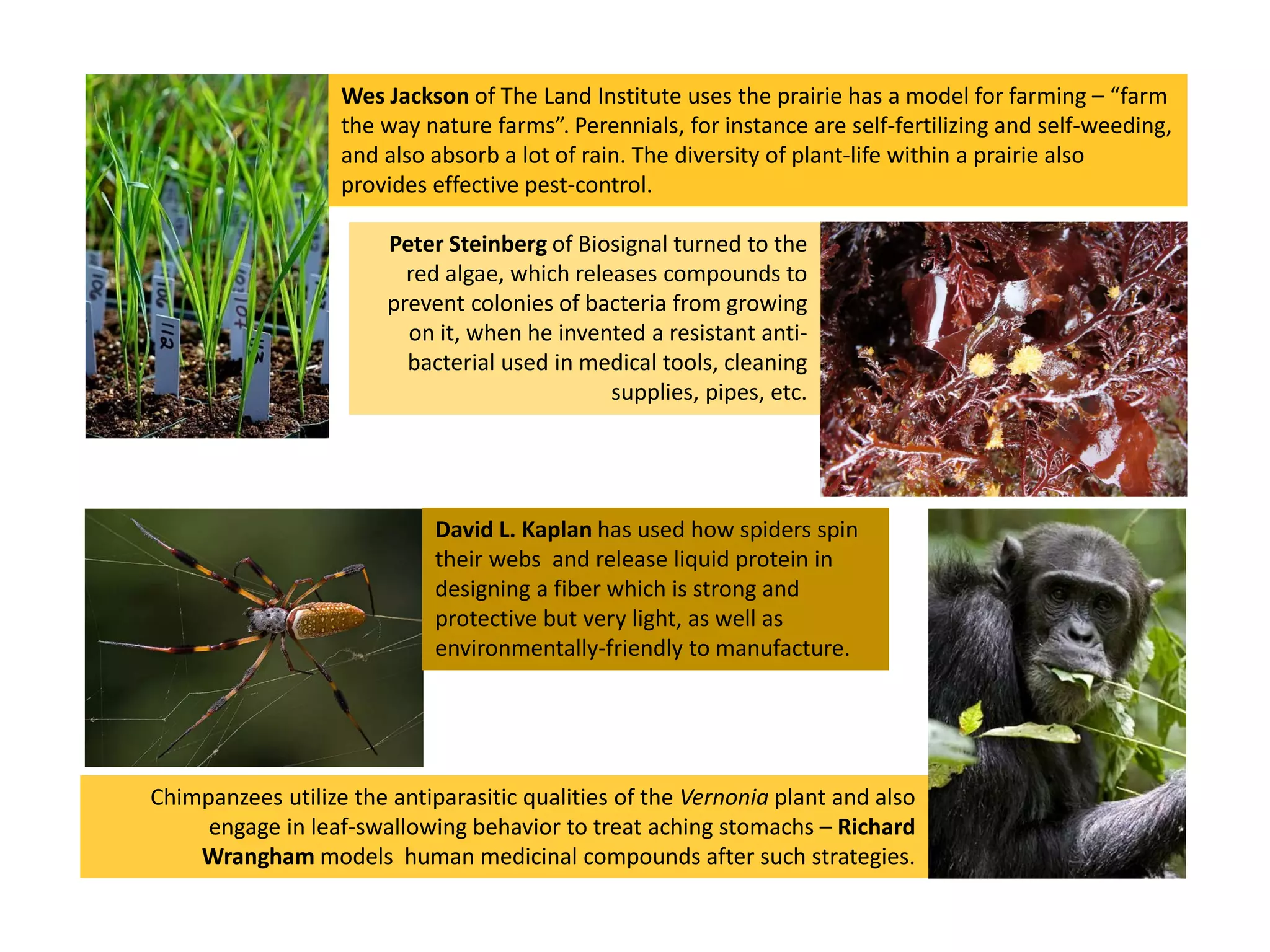 Biomimicry: Innovation Inspired by Nature | PDF