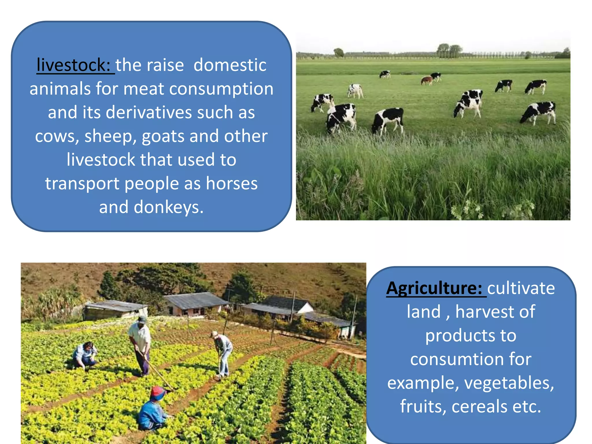 Economic sectors 4th grade | PPTX