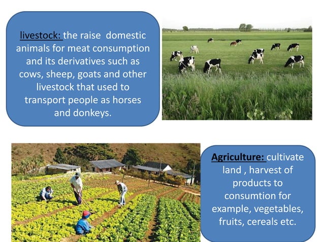 Economic sectors 4th grade | PPTX | Agriculture | Industries