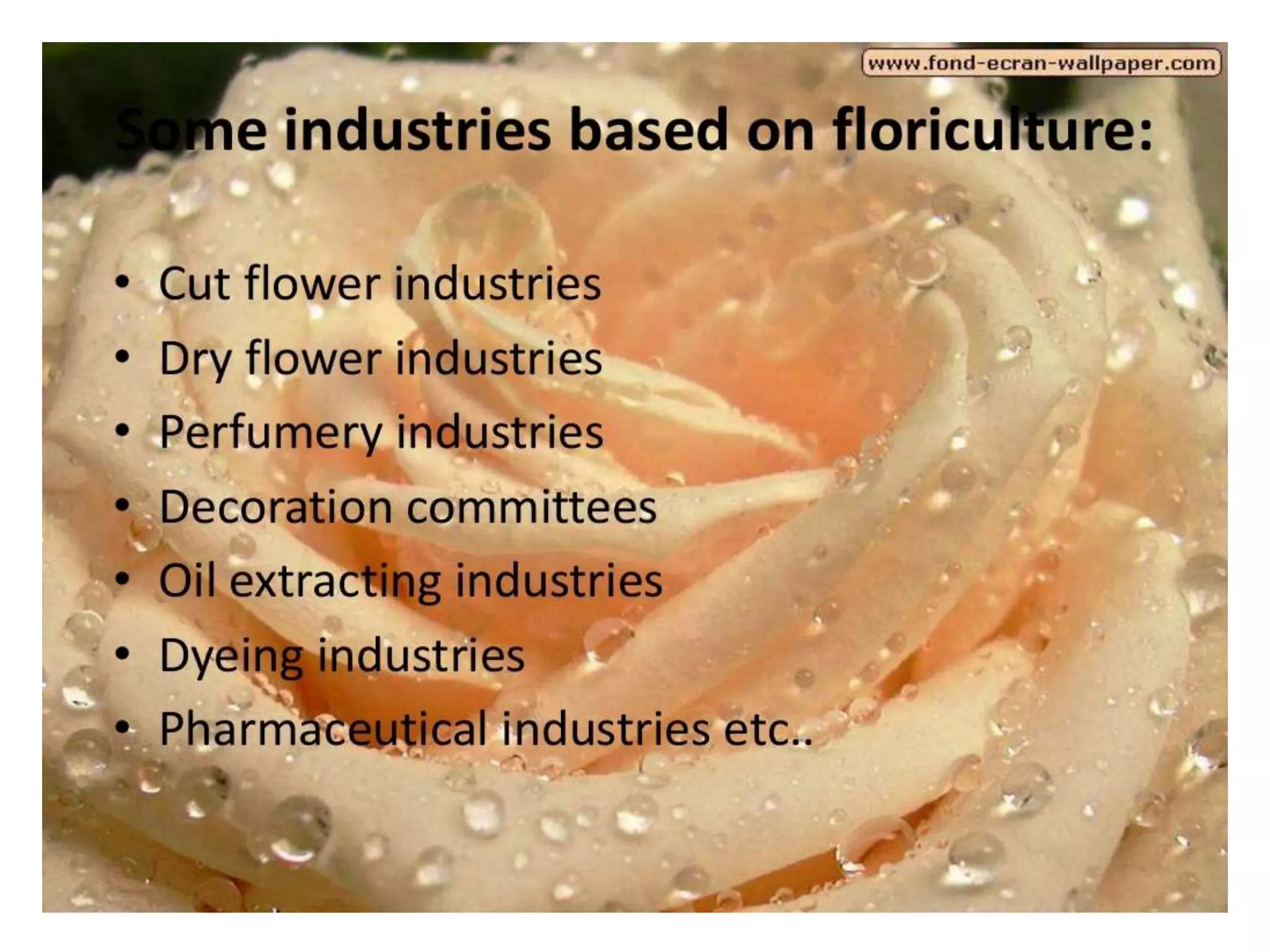 Economics importance of flowers floriculture Floods in pakistan A ...