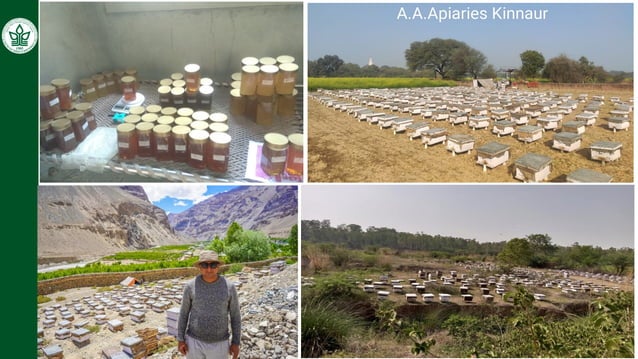 Economics of Bee Keeping-presentation.pptx