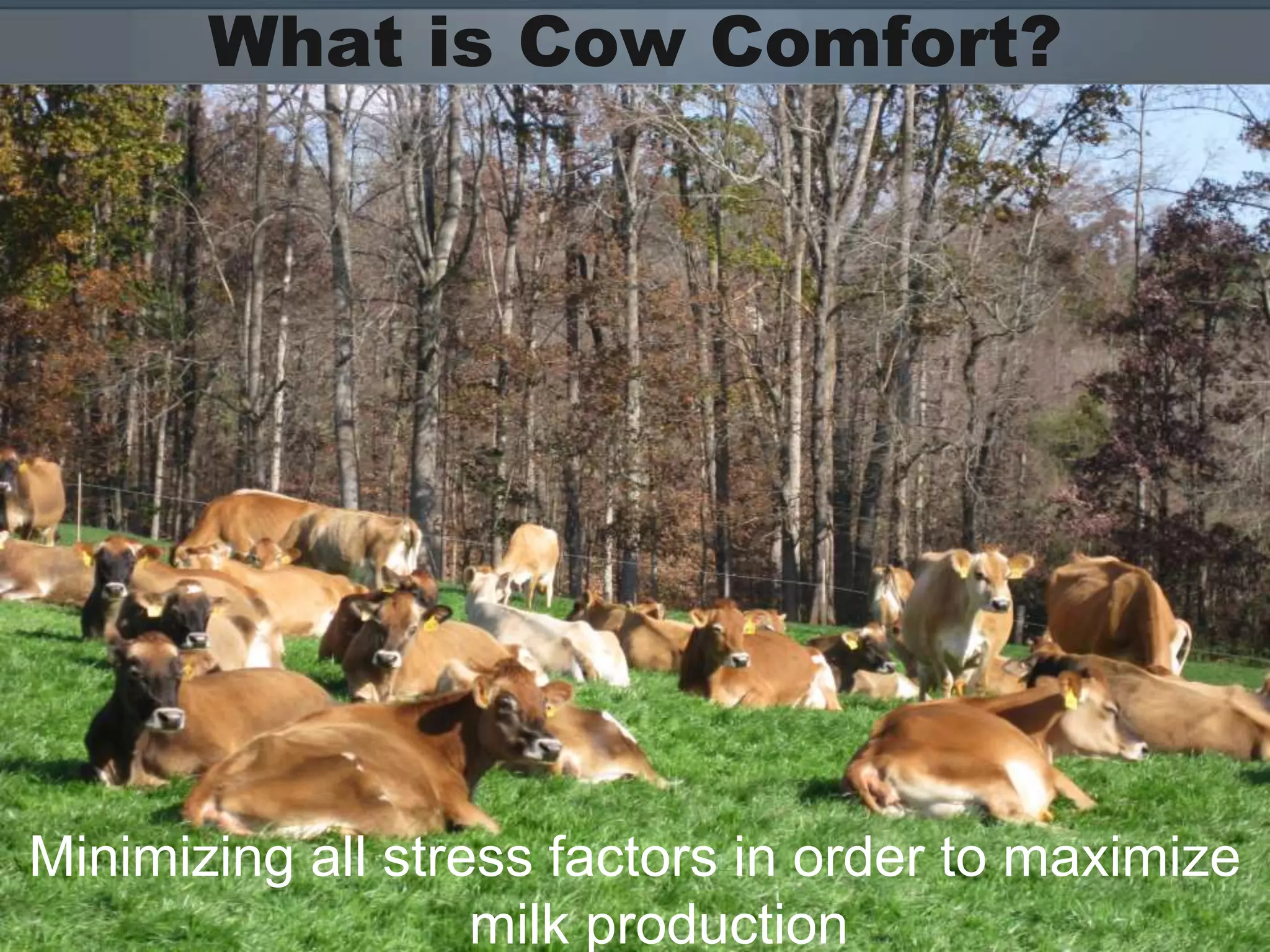 Economics of Cow Comfort | PPTX