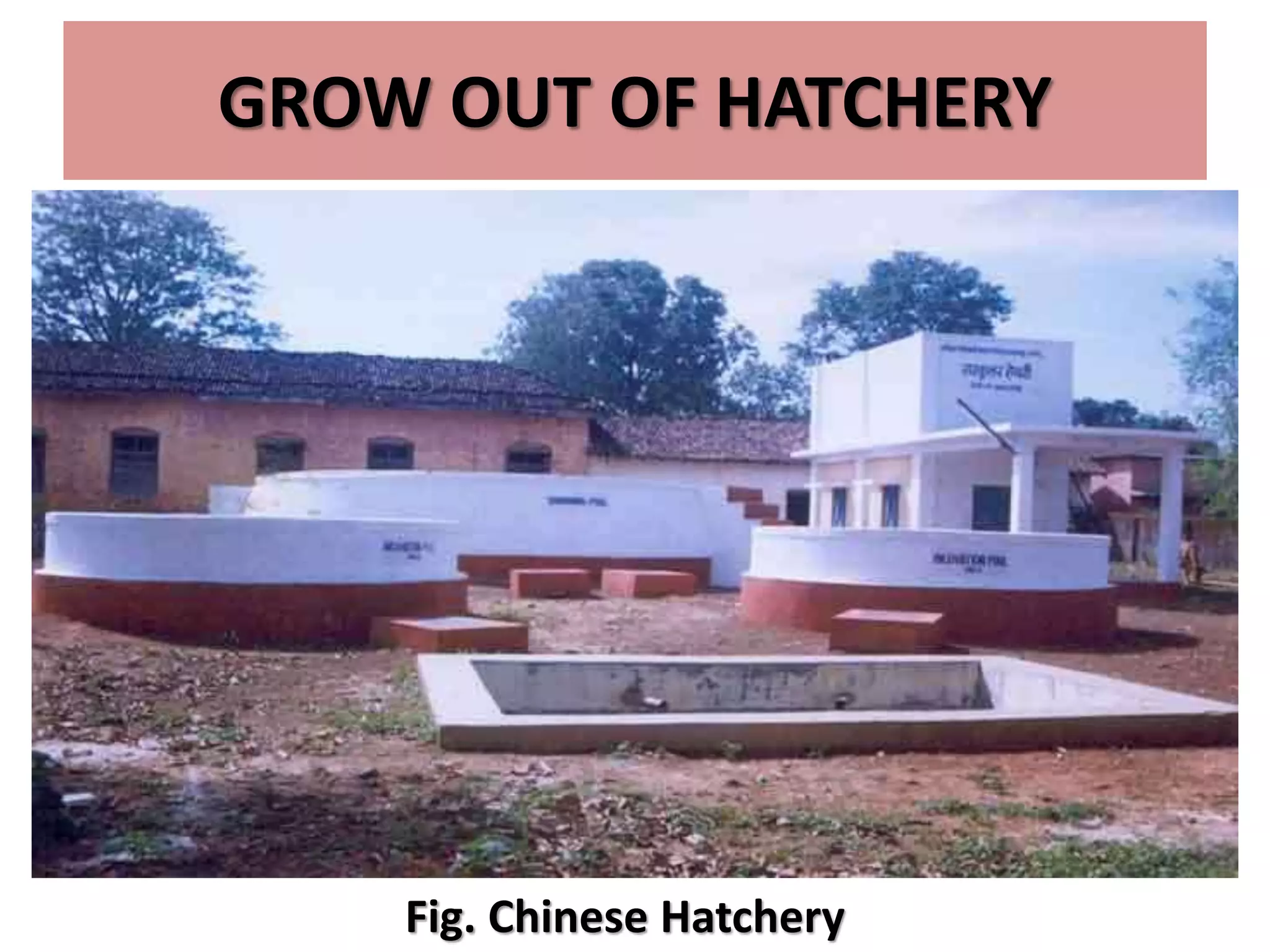 Economics of fish hatcheries and grow out | PPTX