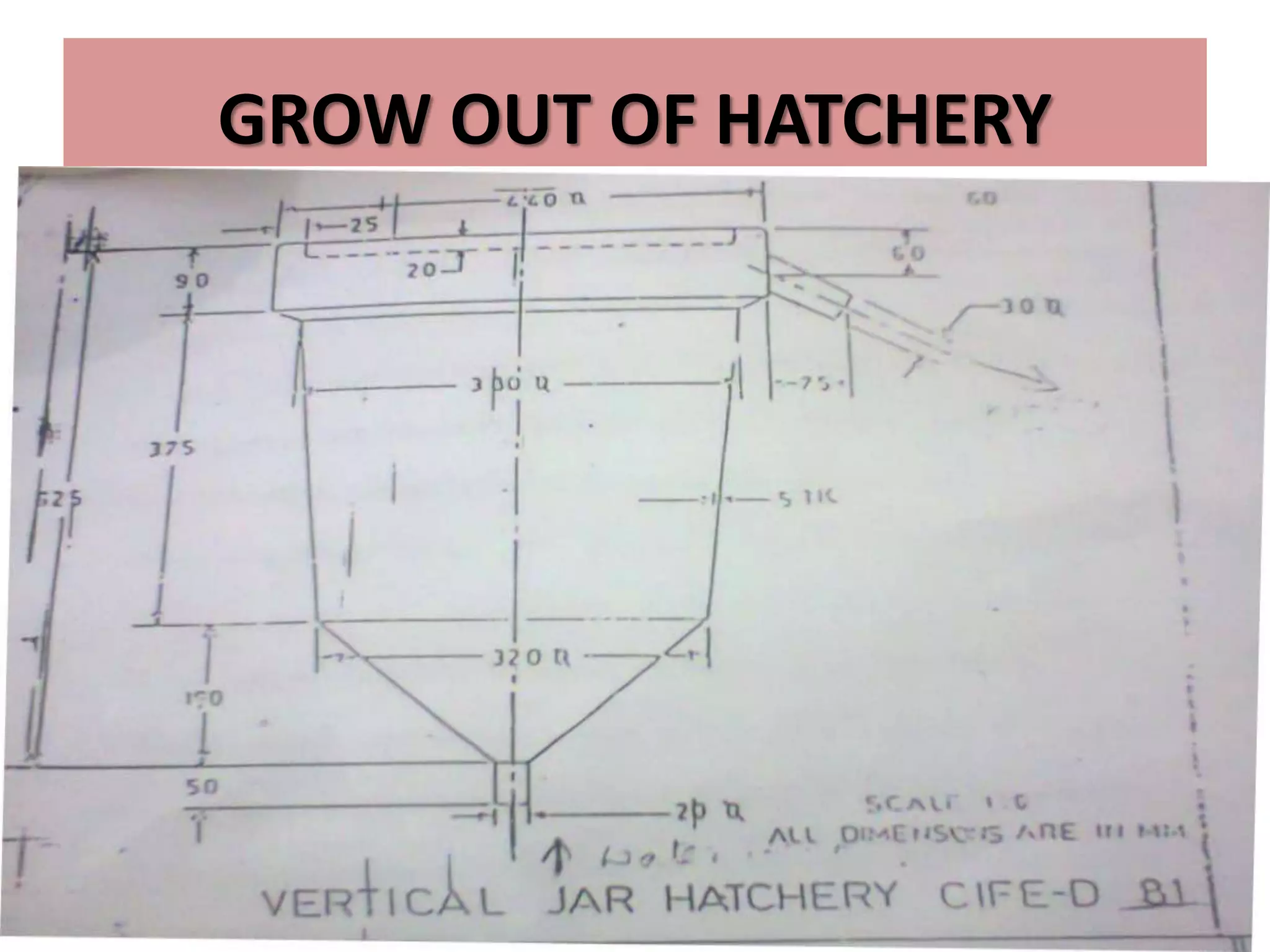 Economics of fish hatcheries and grow out | PPTX