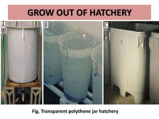 Economics of fish hatcheries and grow out | PPTX