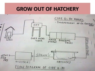 Economics of fish hatcheries and grow out | PPTX