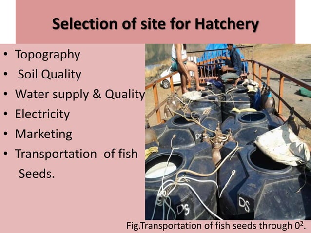 Economics of fish hatcheries and grow out | PPTX | Agriculture | Industries