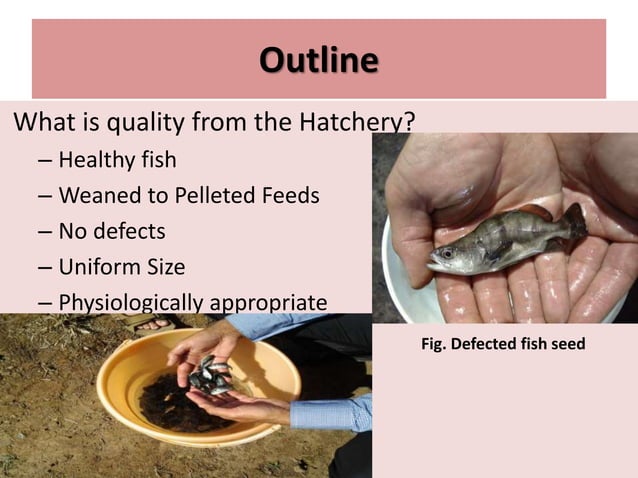 Economics of fish hatcheries and grow out | PPTX | Agriculture | Industries