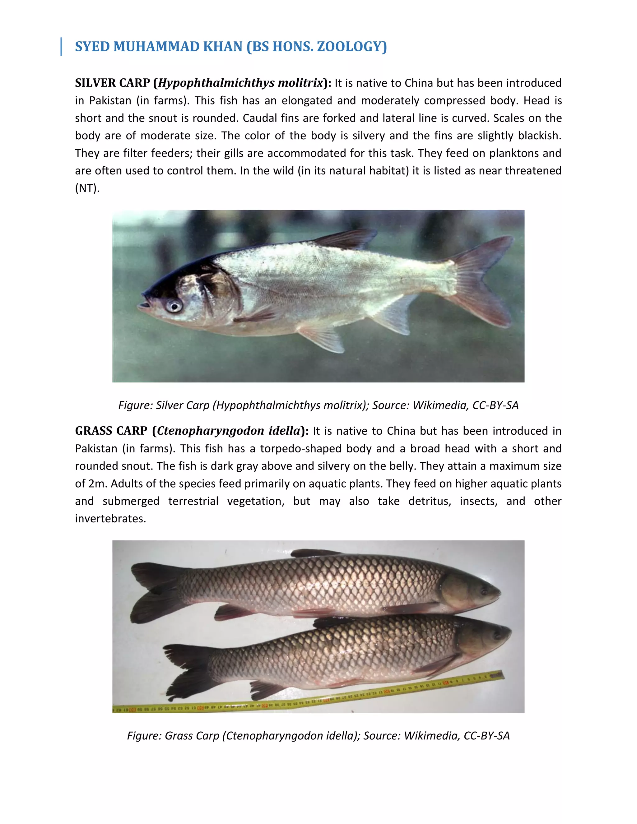 Economics of Fish Industry | PDF
