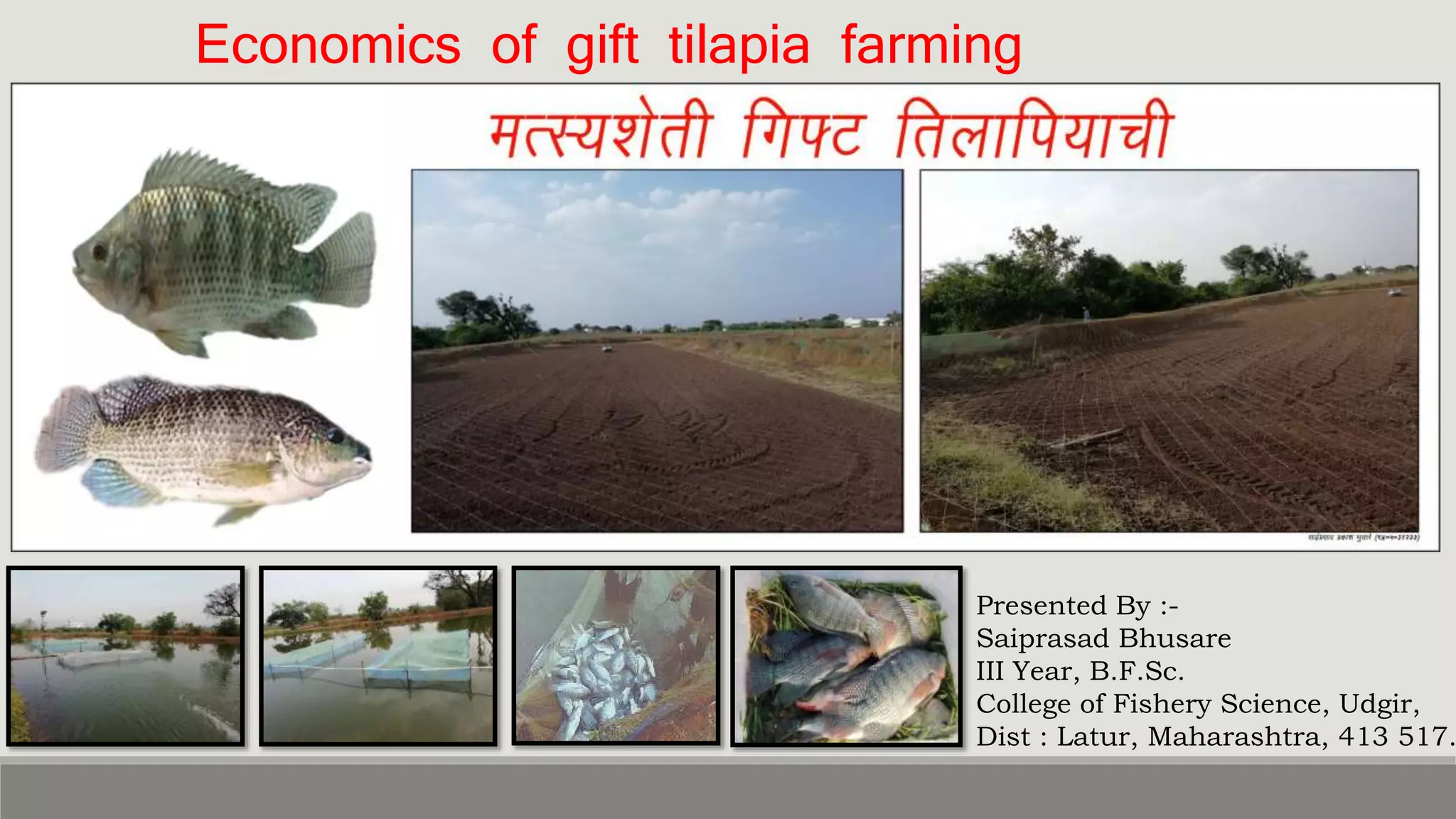 Economics of GIFT Tilapia Farming | PPTX