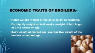 Poultry economic traits of broiler chicken.pptx