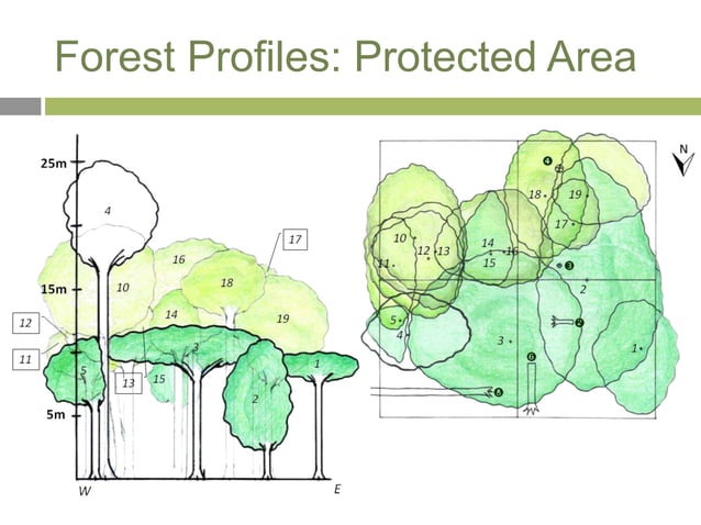 Comparison of Managed and Unmanaged Tropical Forests in Costa Rica | PPTX