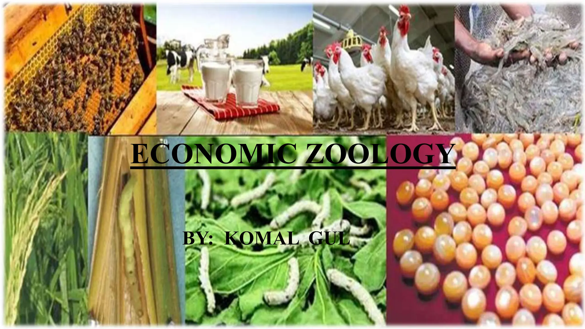ECONOMIC ZOOLOGY (LECTURE 1).pptx