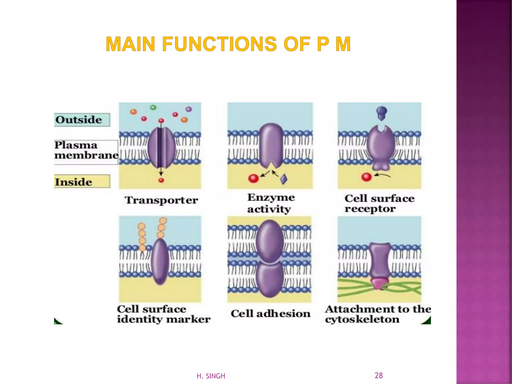 Plasma Membrane (Structure and Functions) | PDF
