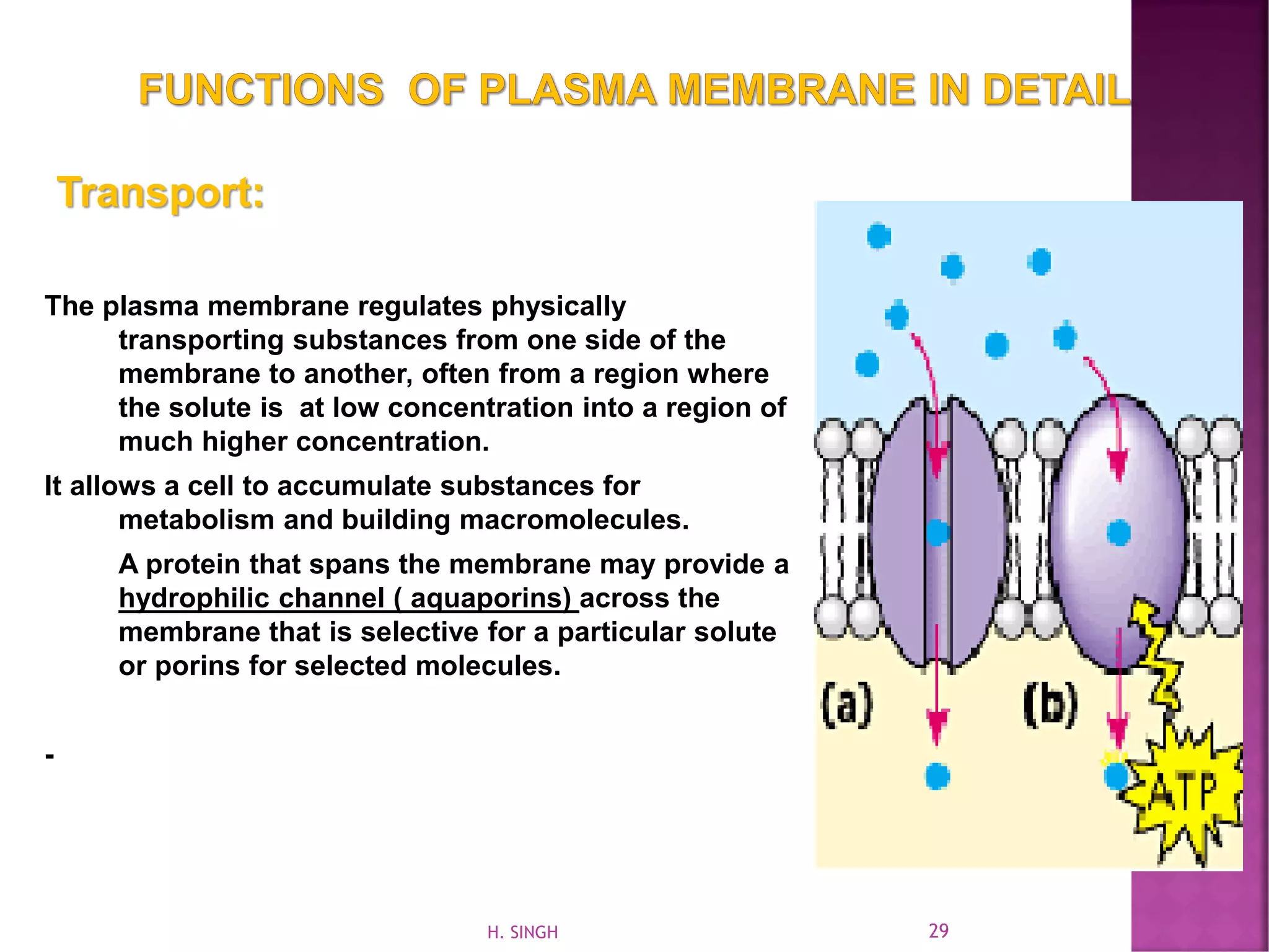 Plasma Membrane (Structure and Functions) | PDF